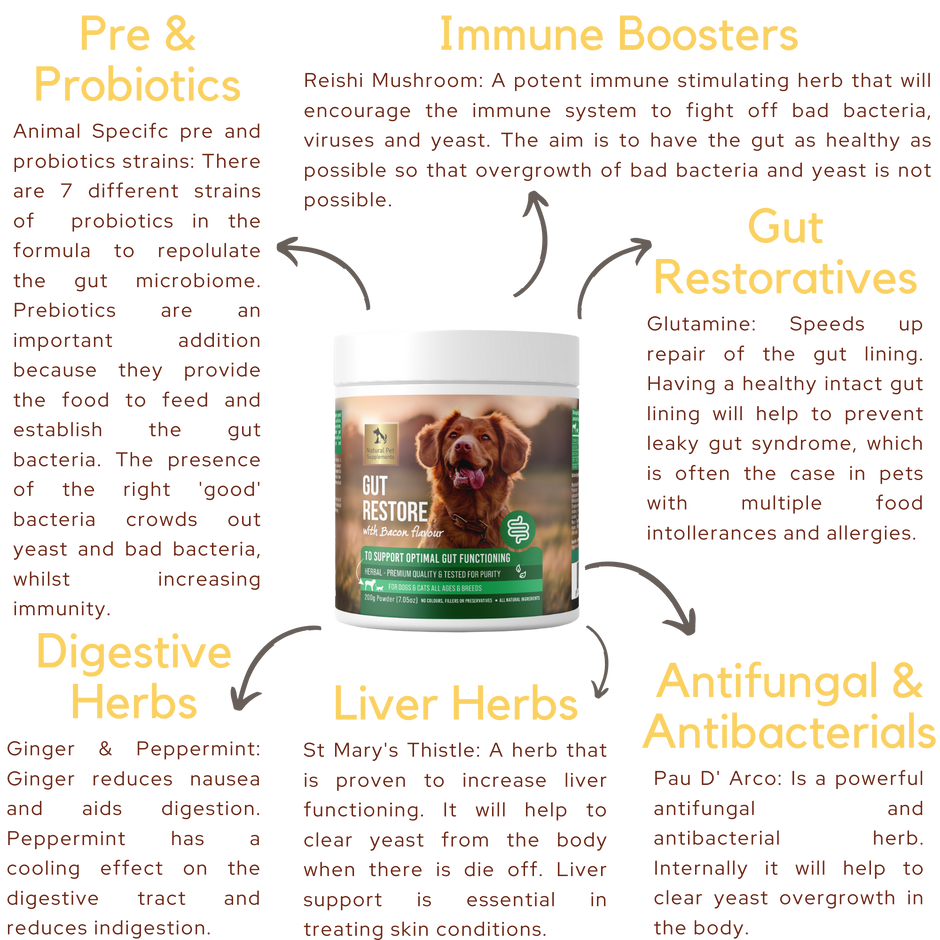 Pet Advice, Products & Vet Help | Bondi Vet Australia